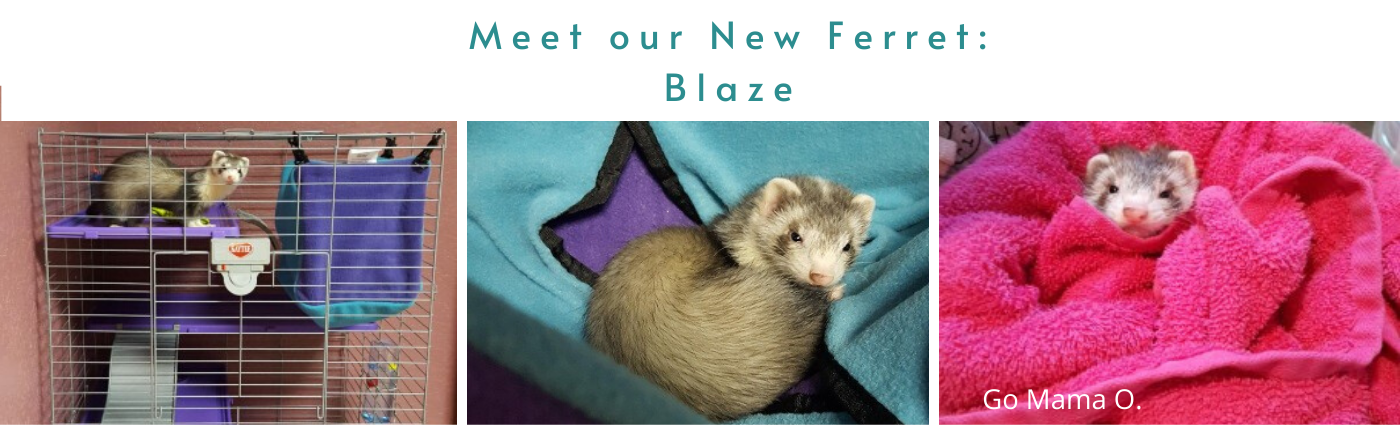 Meet our New Ferret Blaze – go mama o.