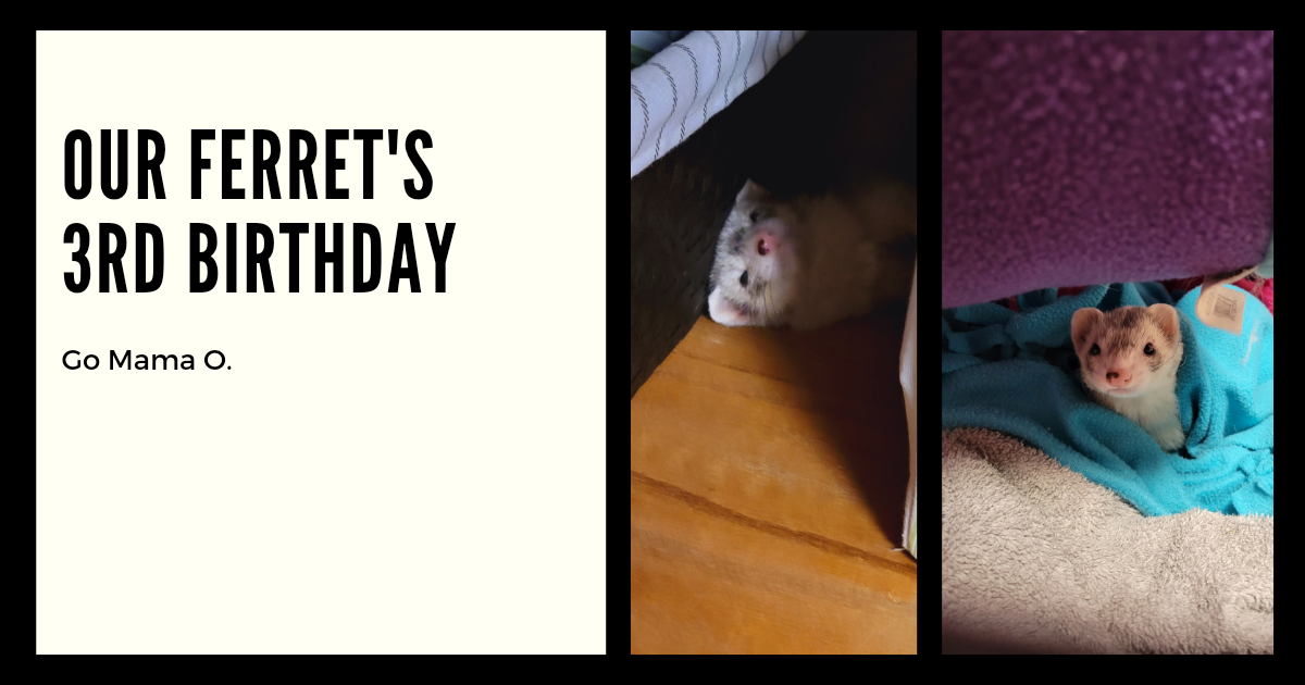 Our Ferret Turns 3! – go mama o.