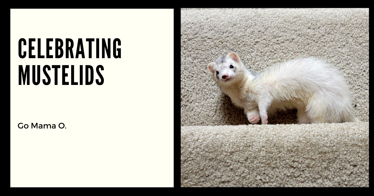 Celebrating Mustelids – go mama o.