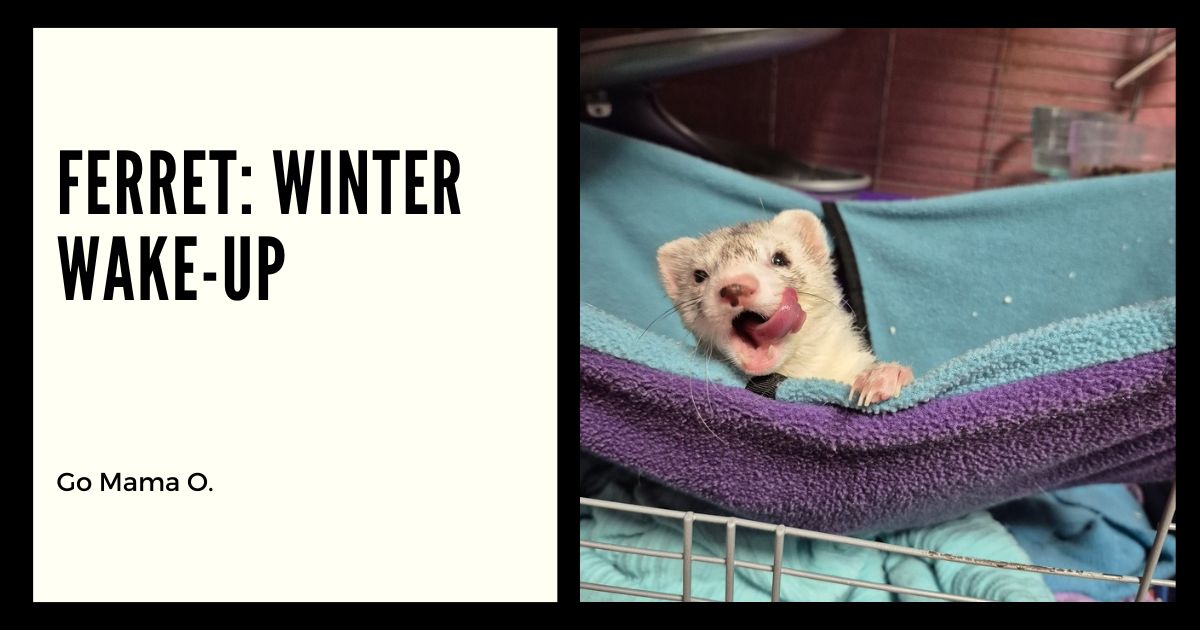 Ferret: Winter Wake-Up – go mama o.