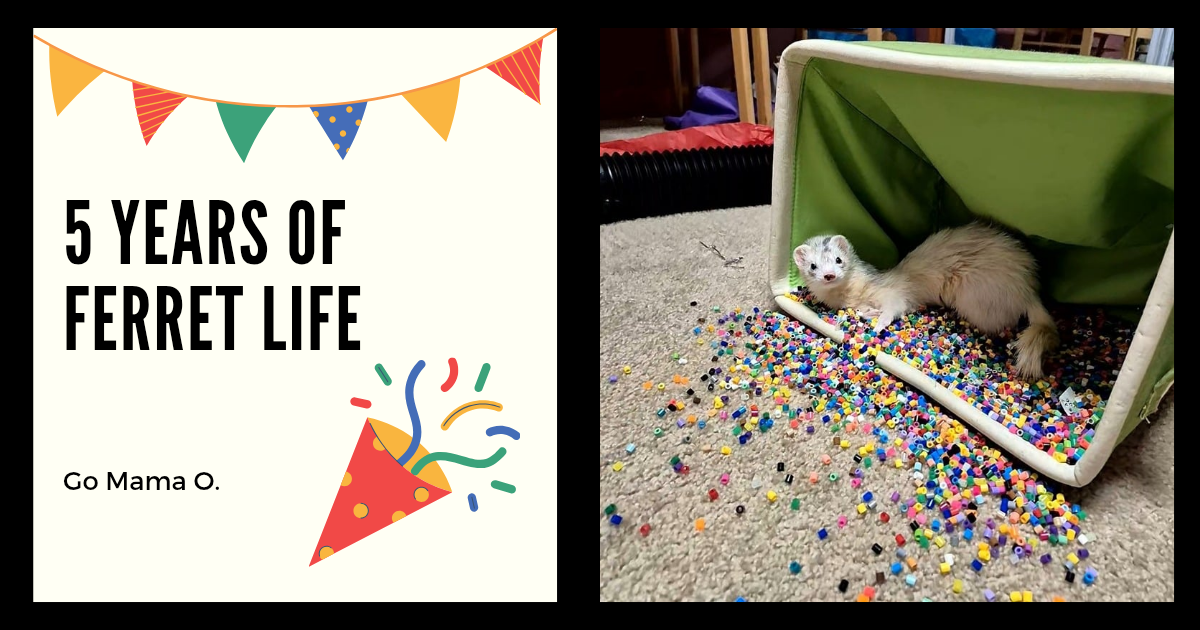 Fantastic 5 year old Ferret – go mama o.